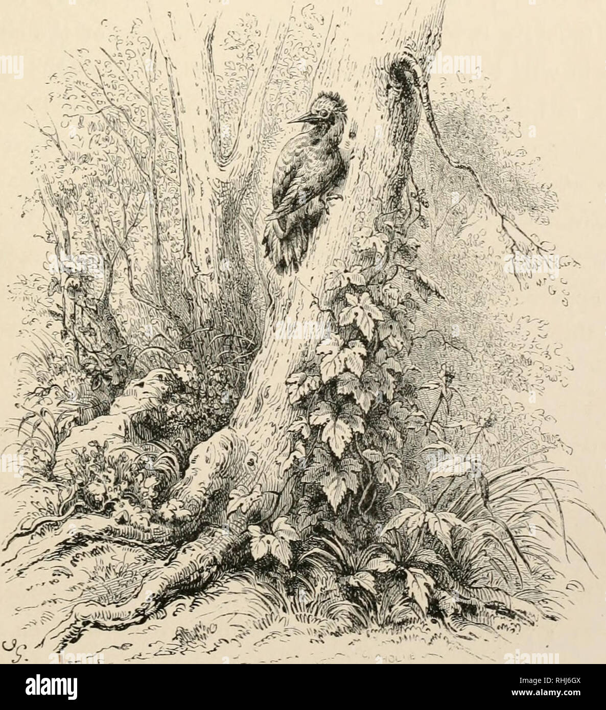 Wiry strength hi-res stock photography and images - Alamy