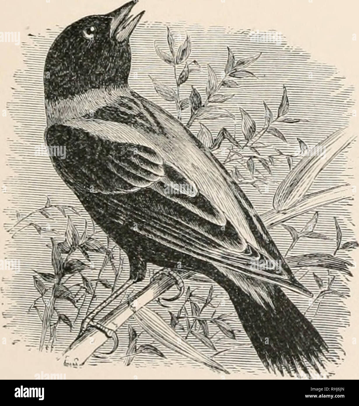 . The birds of eastern North America : known to occur east of the ...