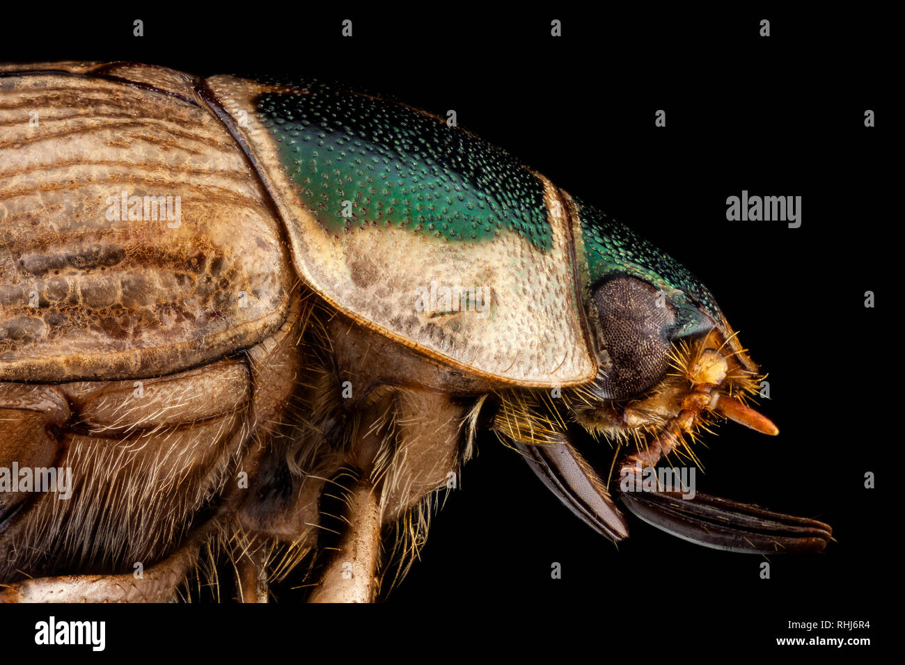 Popillia japonica japanese beetle hi-res stock photography and images ...