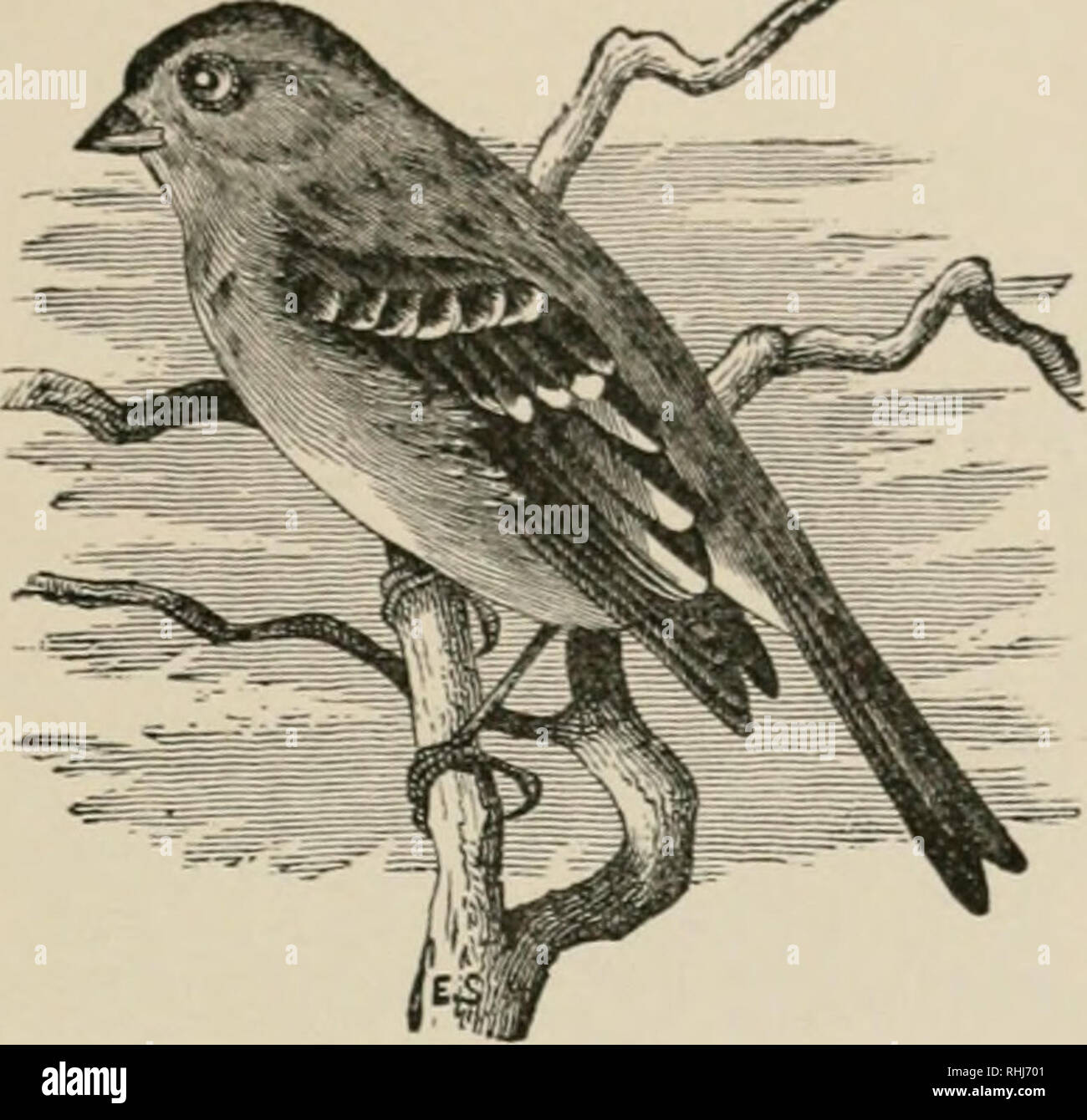 Lower mandible are yellowish hi-res stock photography and images - Alamy