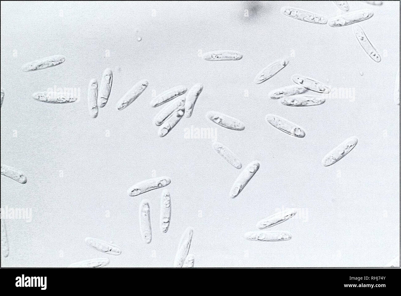 Macroconidium hi-res stock photography and images - Alamy