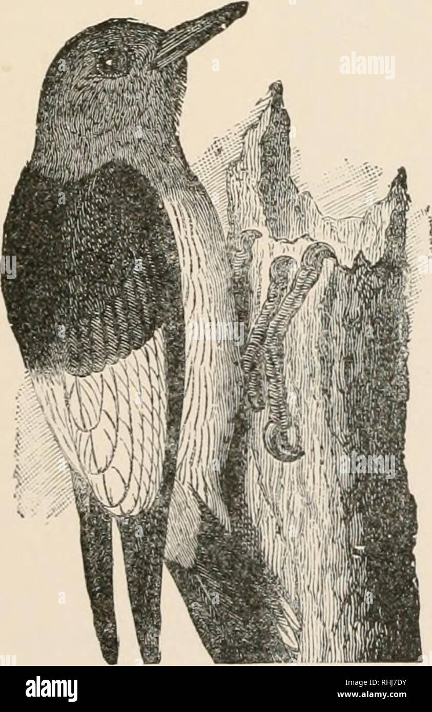 . The birds of eastern North America : known to occur east of the ...