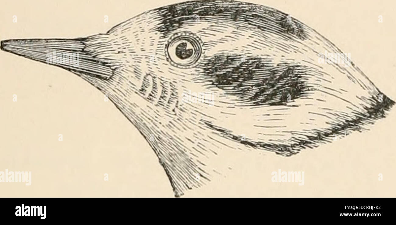. The birds of eastern North America : known to occur east of the ...