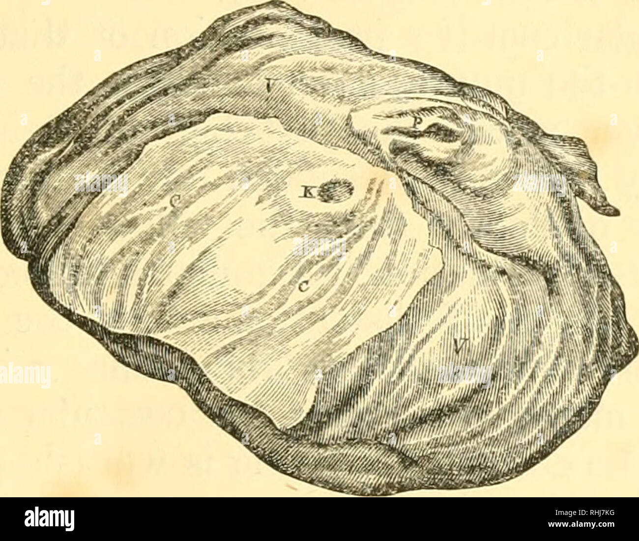 Hypochondrium High Resolution Stock Photography and Images - Alamy