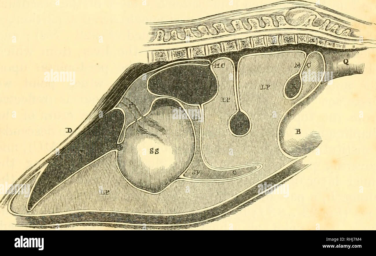 . Blaine's Outlines of the veterinary art, or, A treatise on the ...