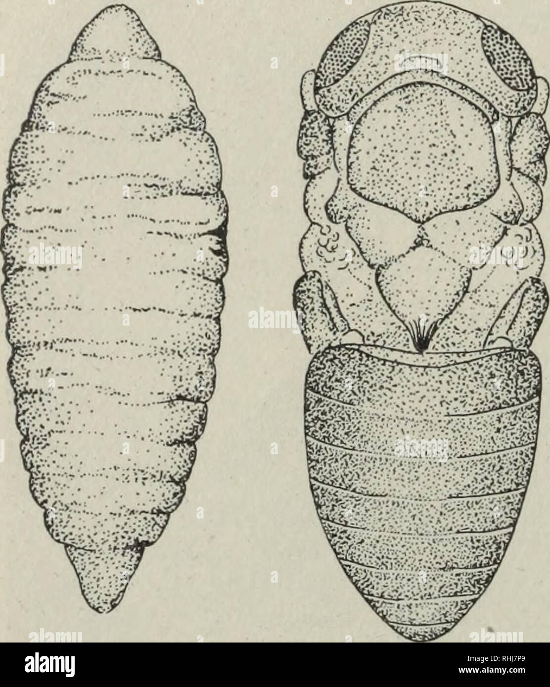 . The black scale. Scale insects. 19S UNIVERSITY OF CALIFORNIA ...