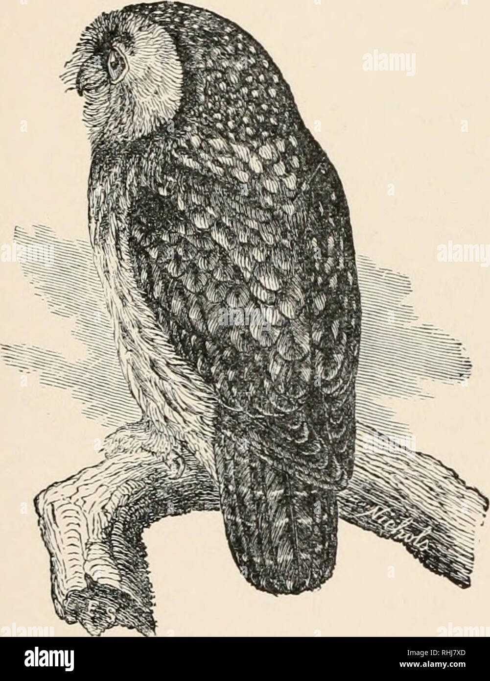 . The birds of eastern North America : known to occur east of the ...