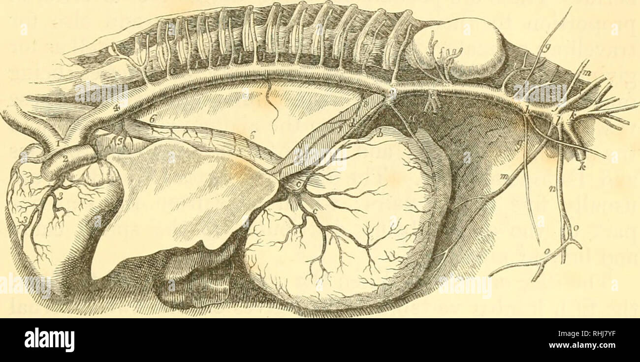 . Blaine's Outlines of the veterinary art, or, A treatise on the ...