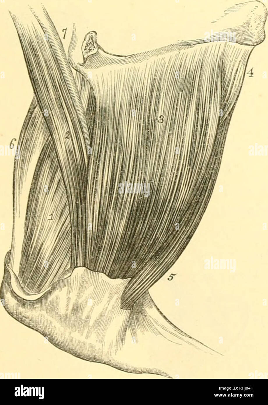 Cattle ligament hi-res stock photography and images - Alamy