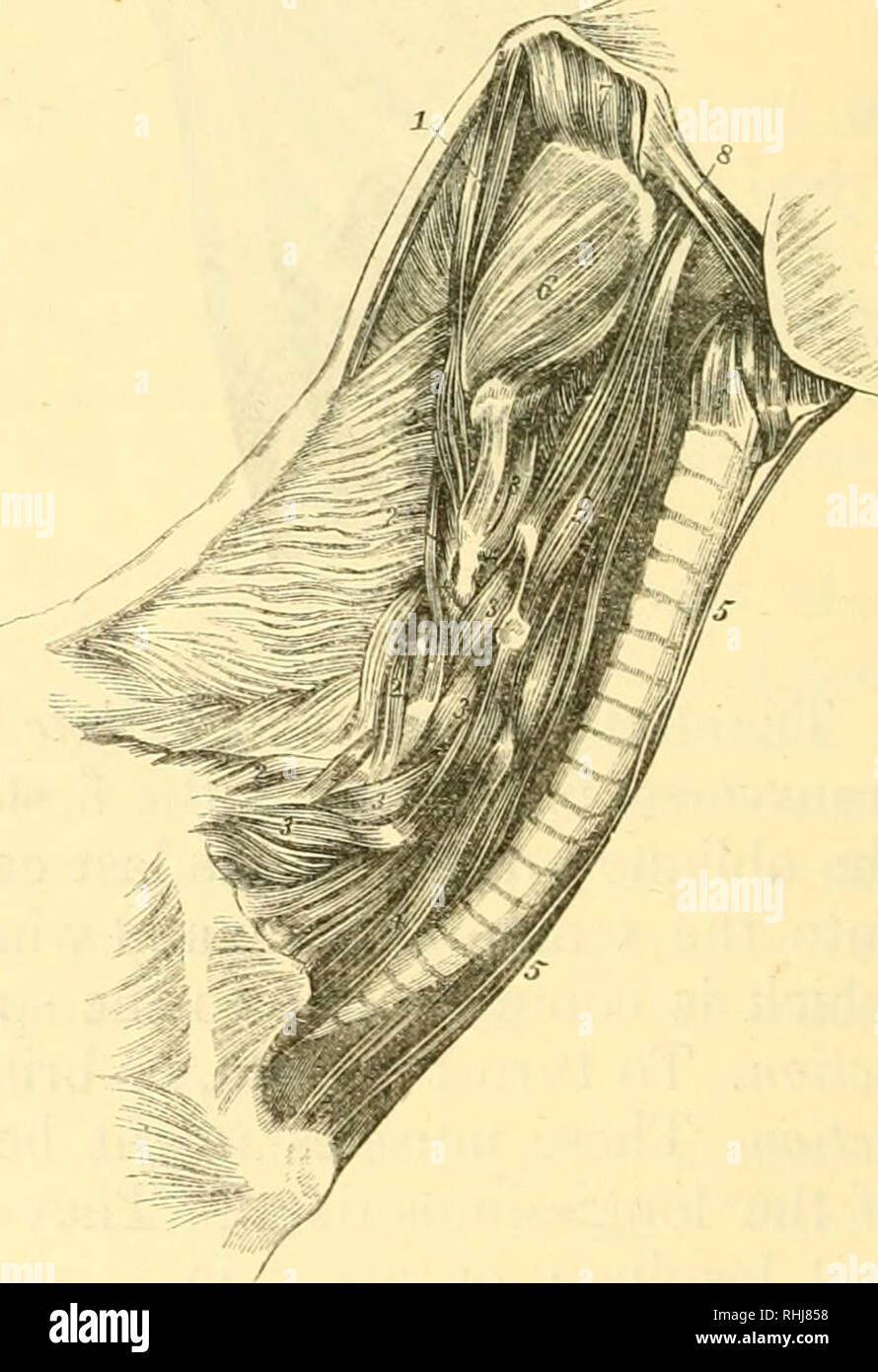 Splenius horse hi-res stock photography and images - Alamy
