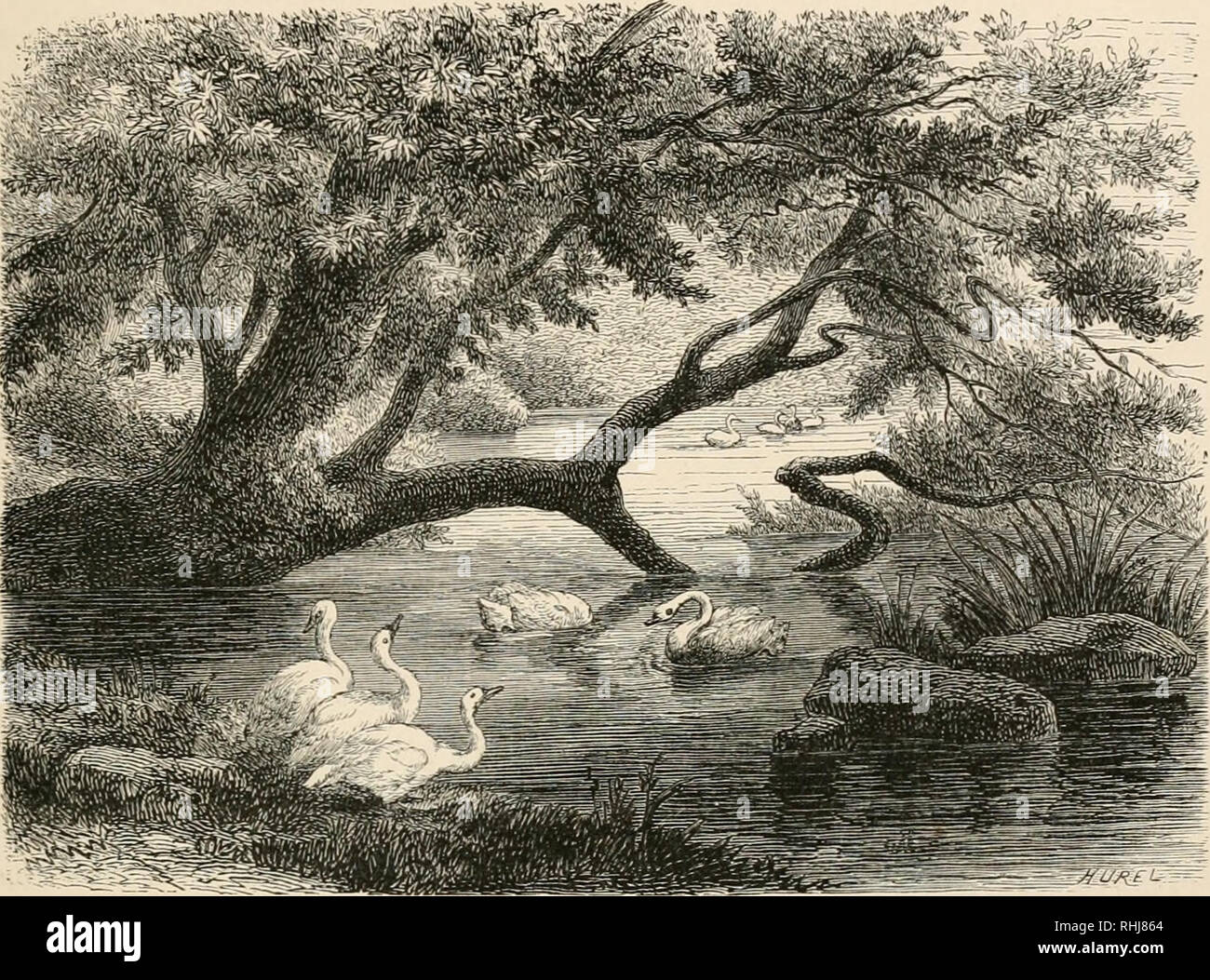 Voiceless birds hi-res stock photography and images - Alamy