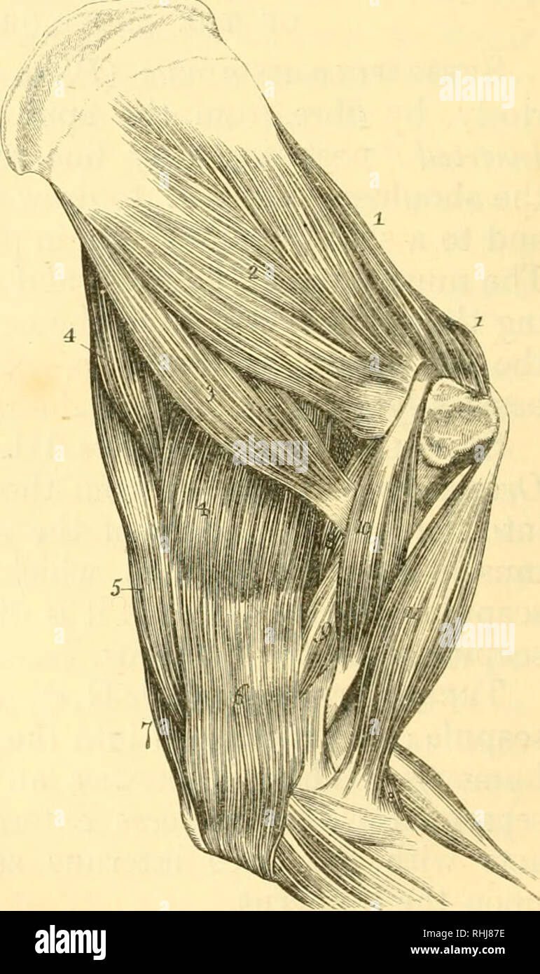 Neck muscles horse anatomy hi-res stock photography and images - Alamy