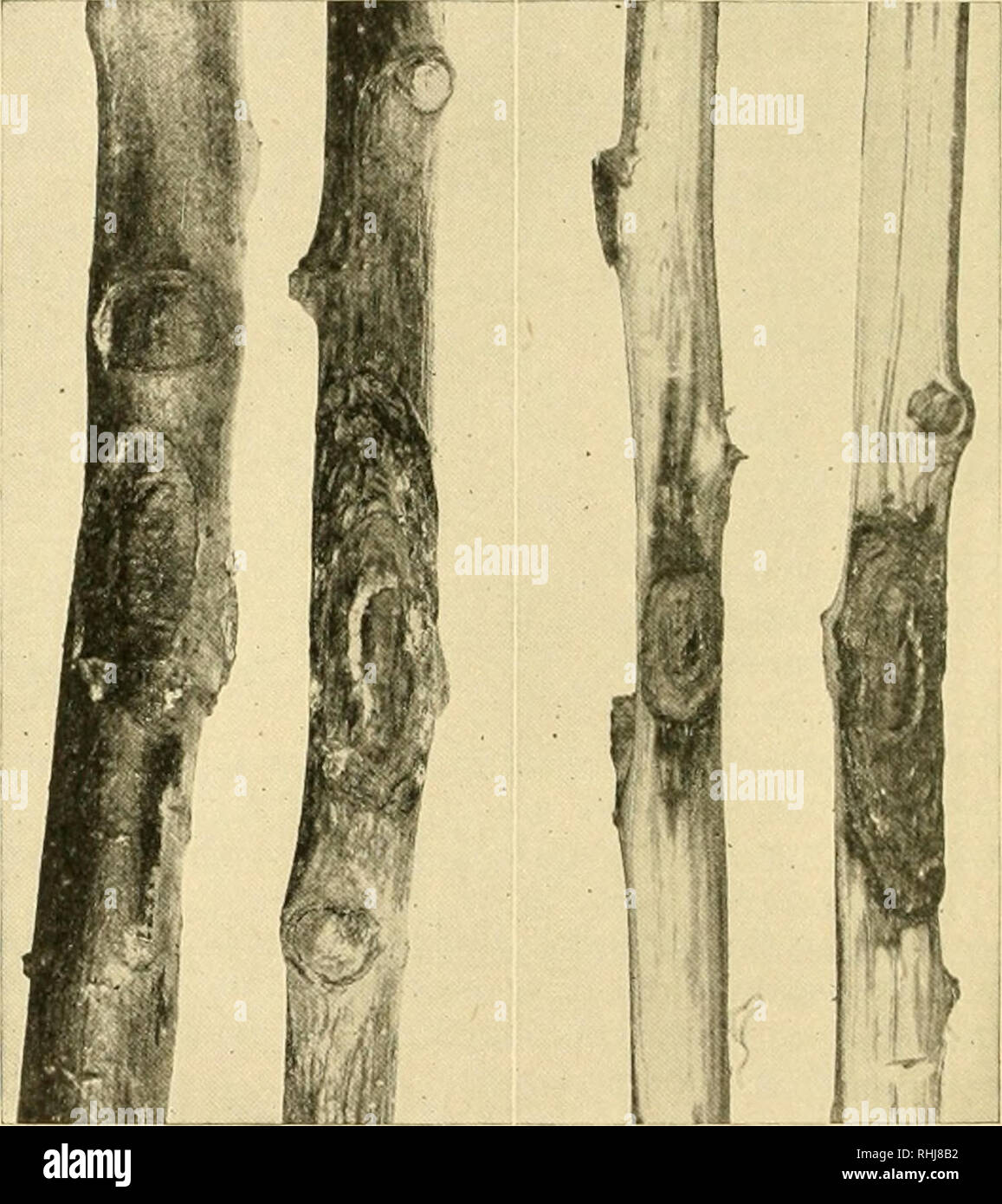 . Black rot, leaf spot and canker of pomaceous fruits. Black rot; Leaf ...