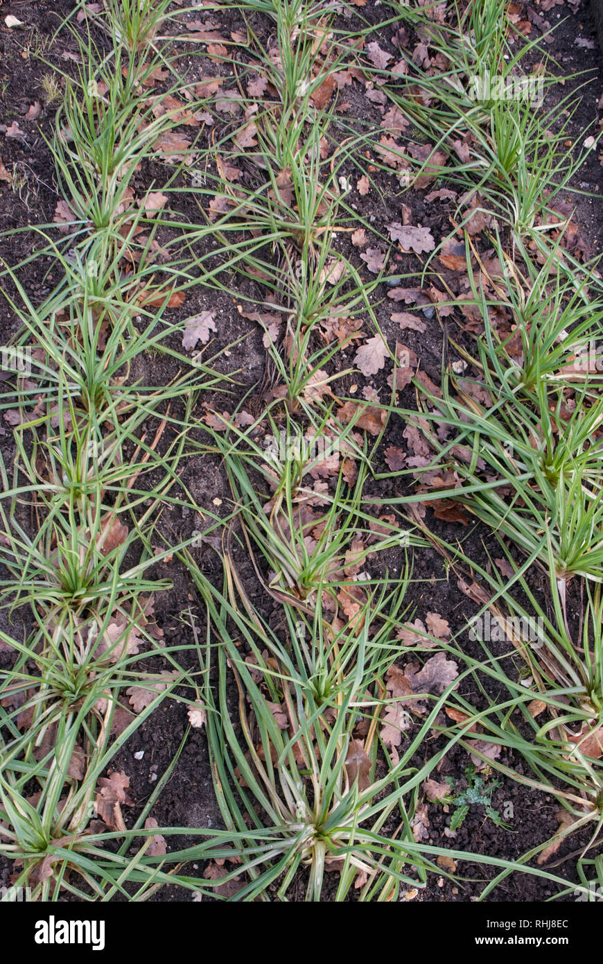 Salsify allotment hi-res stock photography and images - Alamy