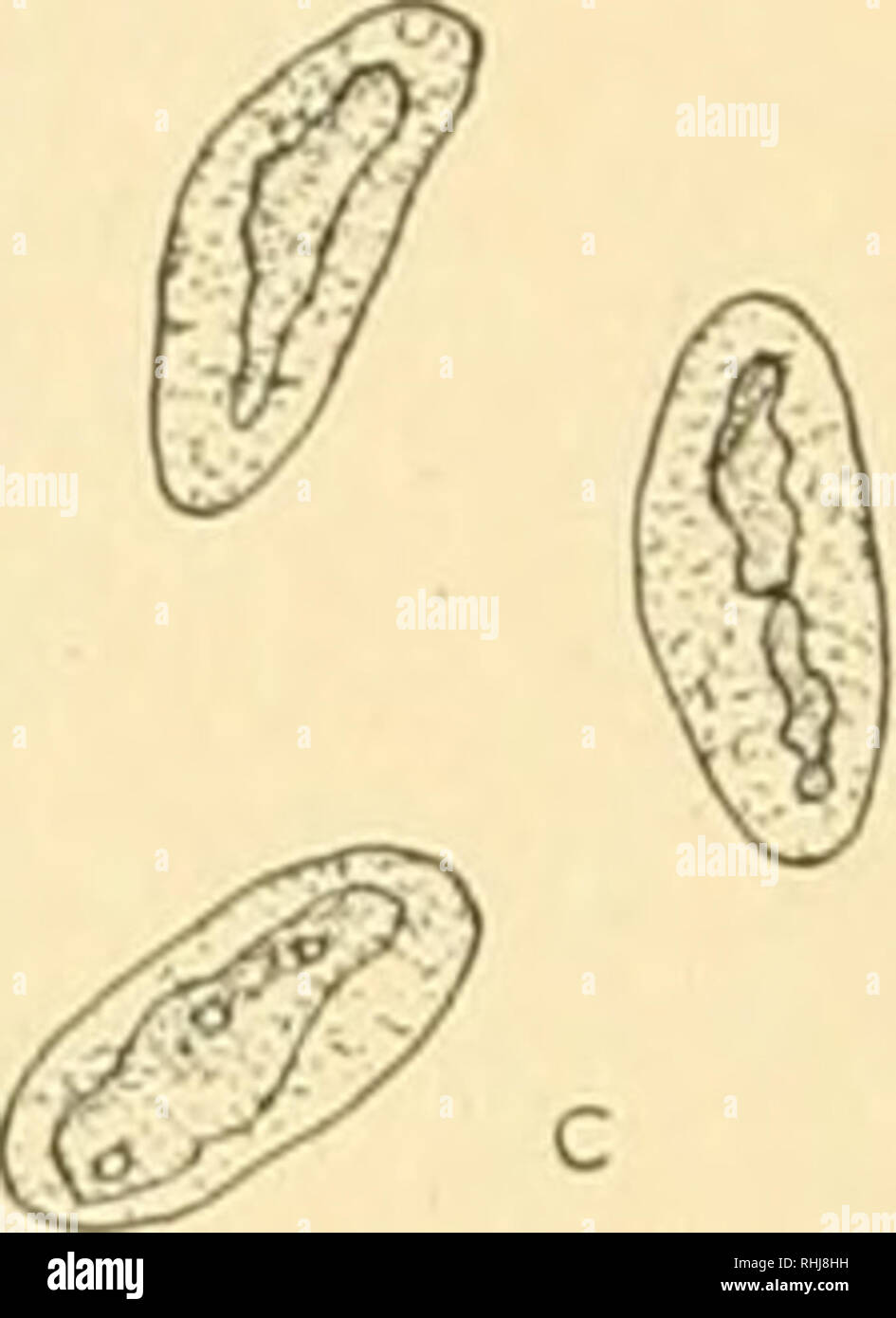 . Black rot, leaf spot and canker of pomaceous fruits. Black rot; Leaf ...