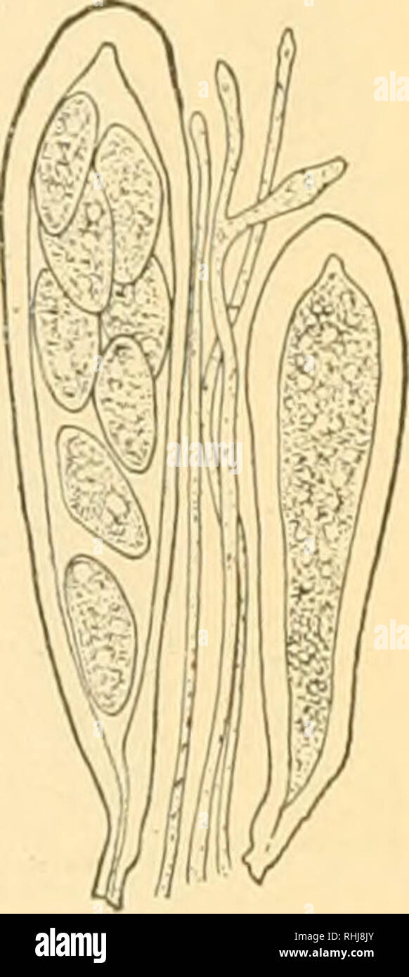 . Black rot, leaf spot and canker of pomaceous fruits. Black rot; Leaf ...
