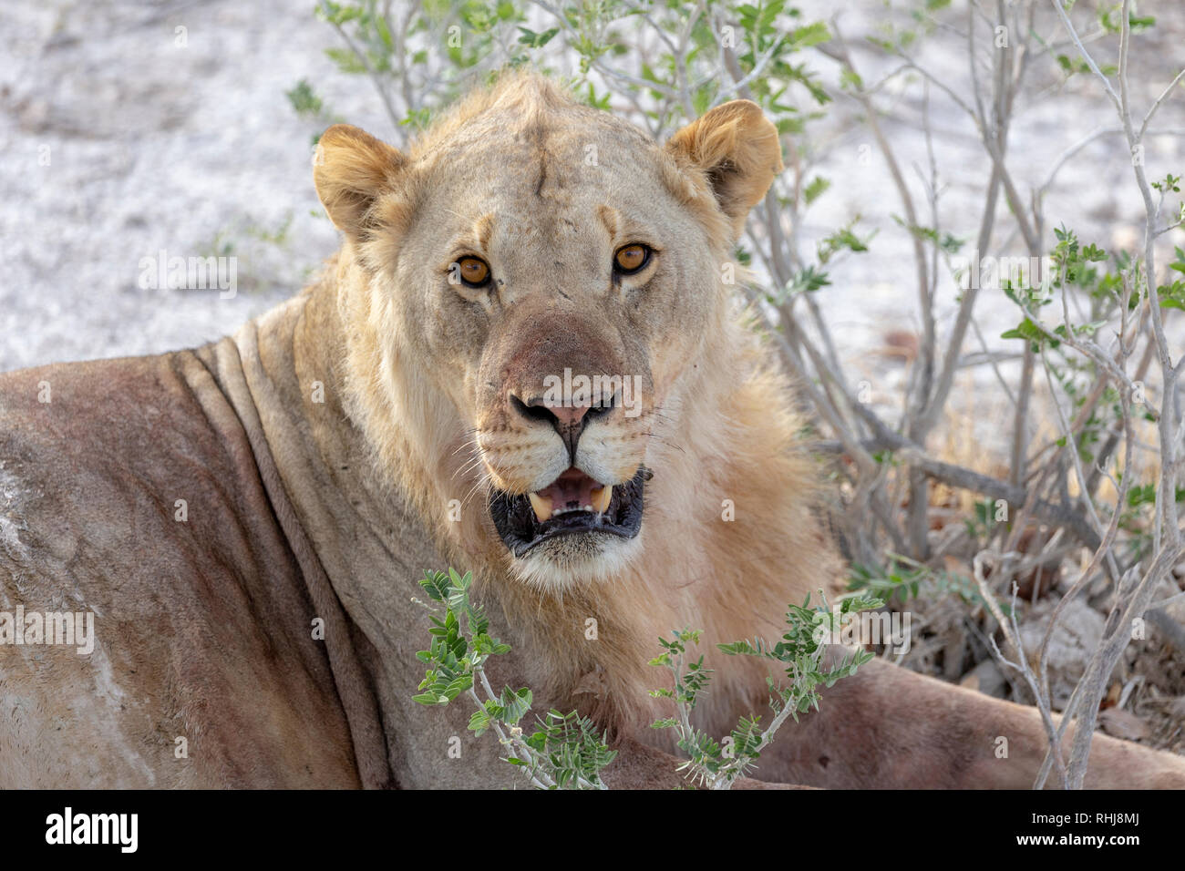 Lion resting under bush in heat, Namibia Stock Photo - Alamy