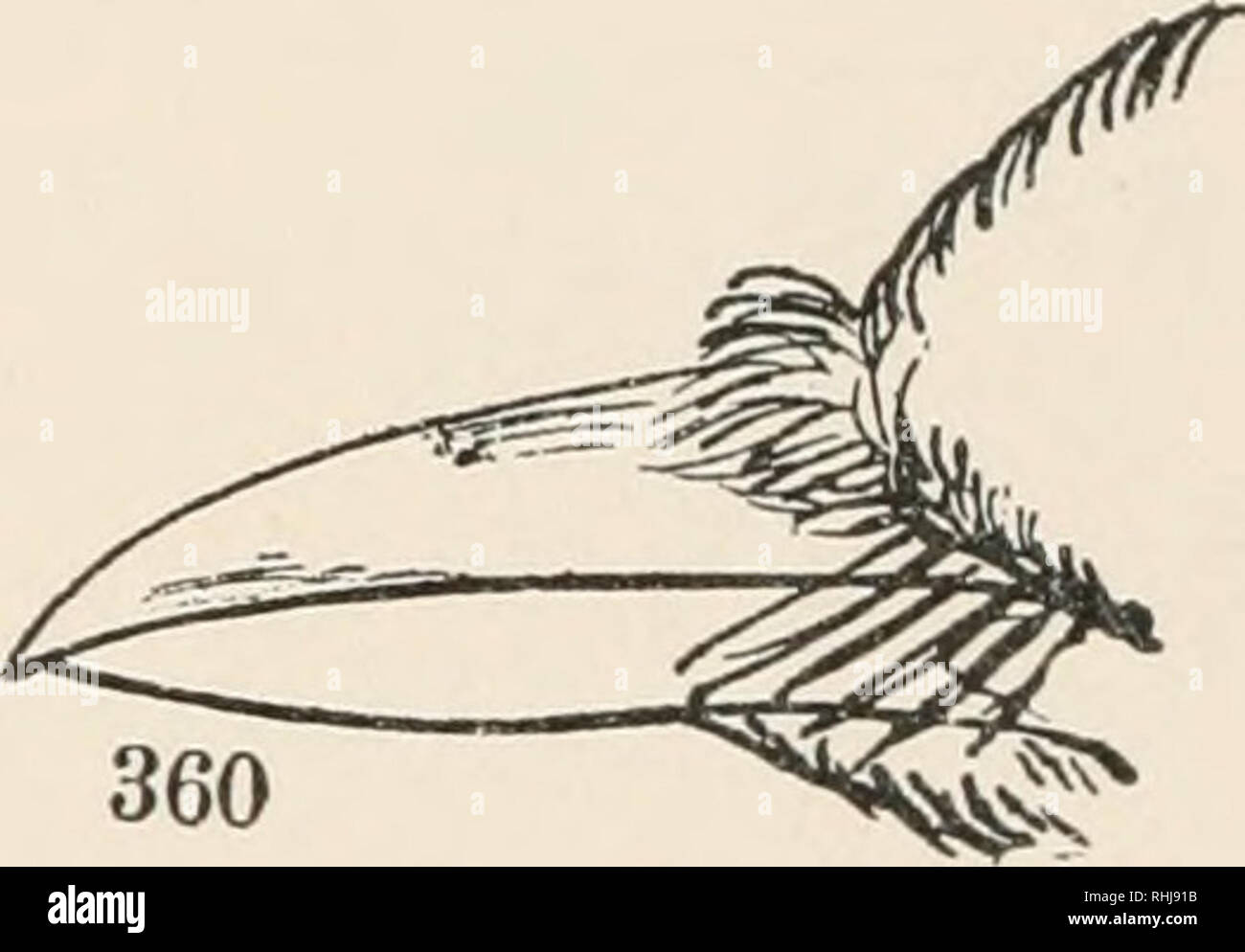 Corvid illustrations hi-res stock photography and images - Alamy