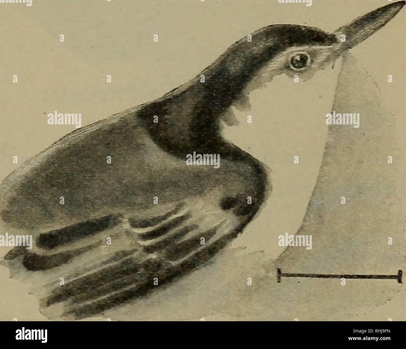 3 gray nuthatch hi-res stock photography and images - Alamy