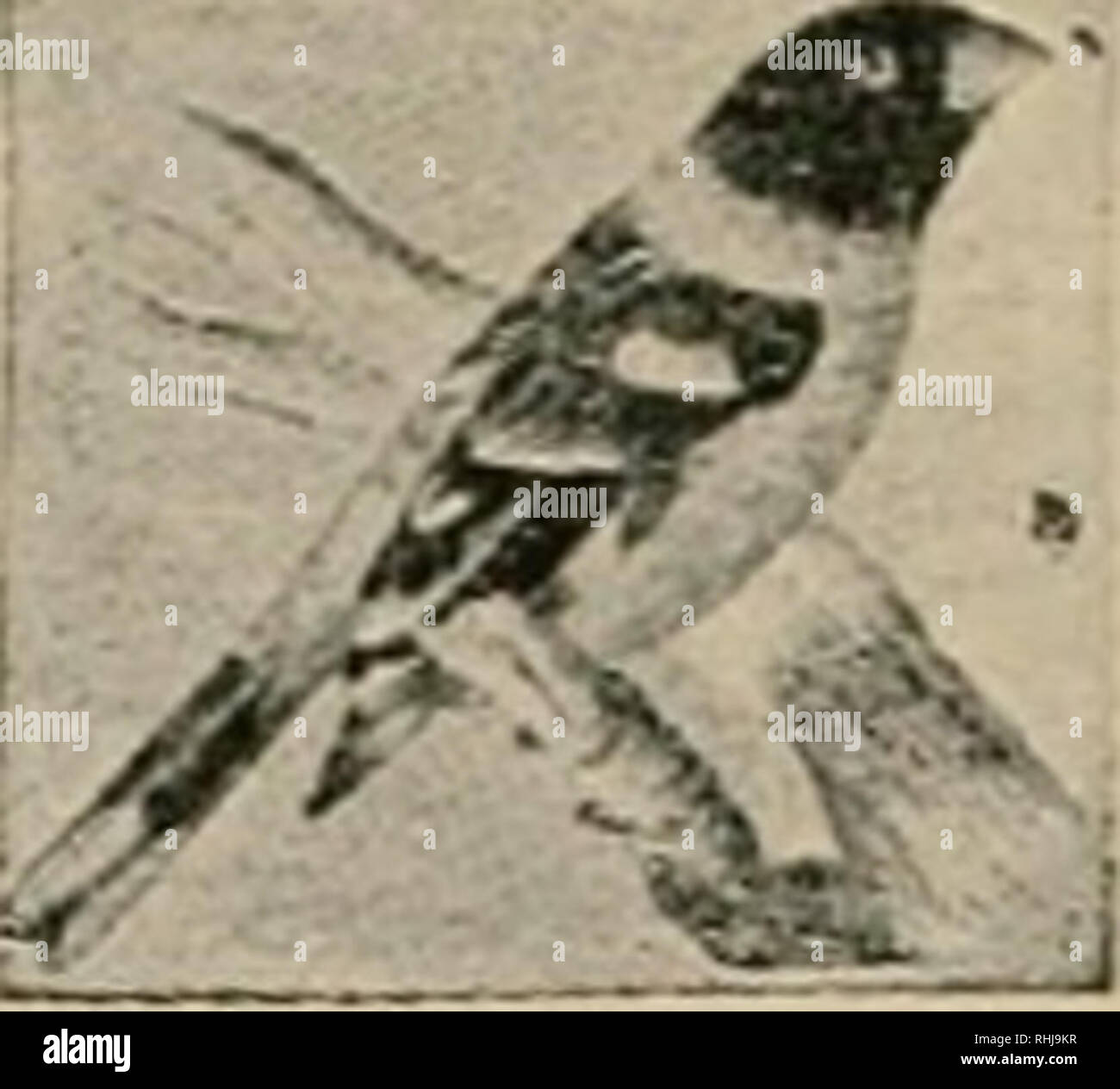 . The birds of eastern North America known to occur east of the ...