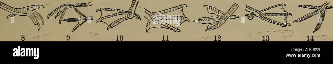 Half webbed feet hi-res stock photography and images - Alamy