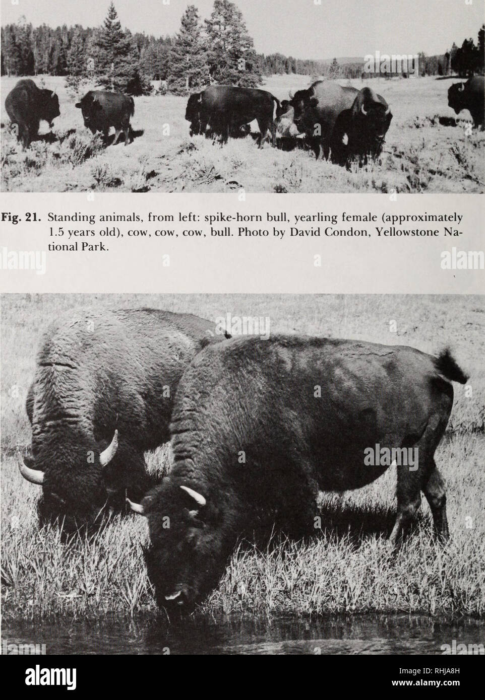 . The bison of Yellowstone National Park. American bison; Mammals. 44 ...