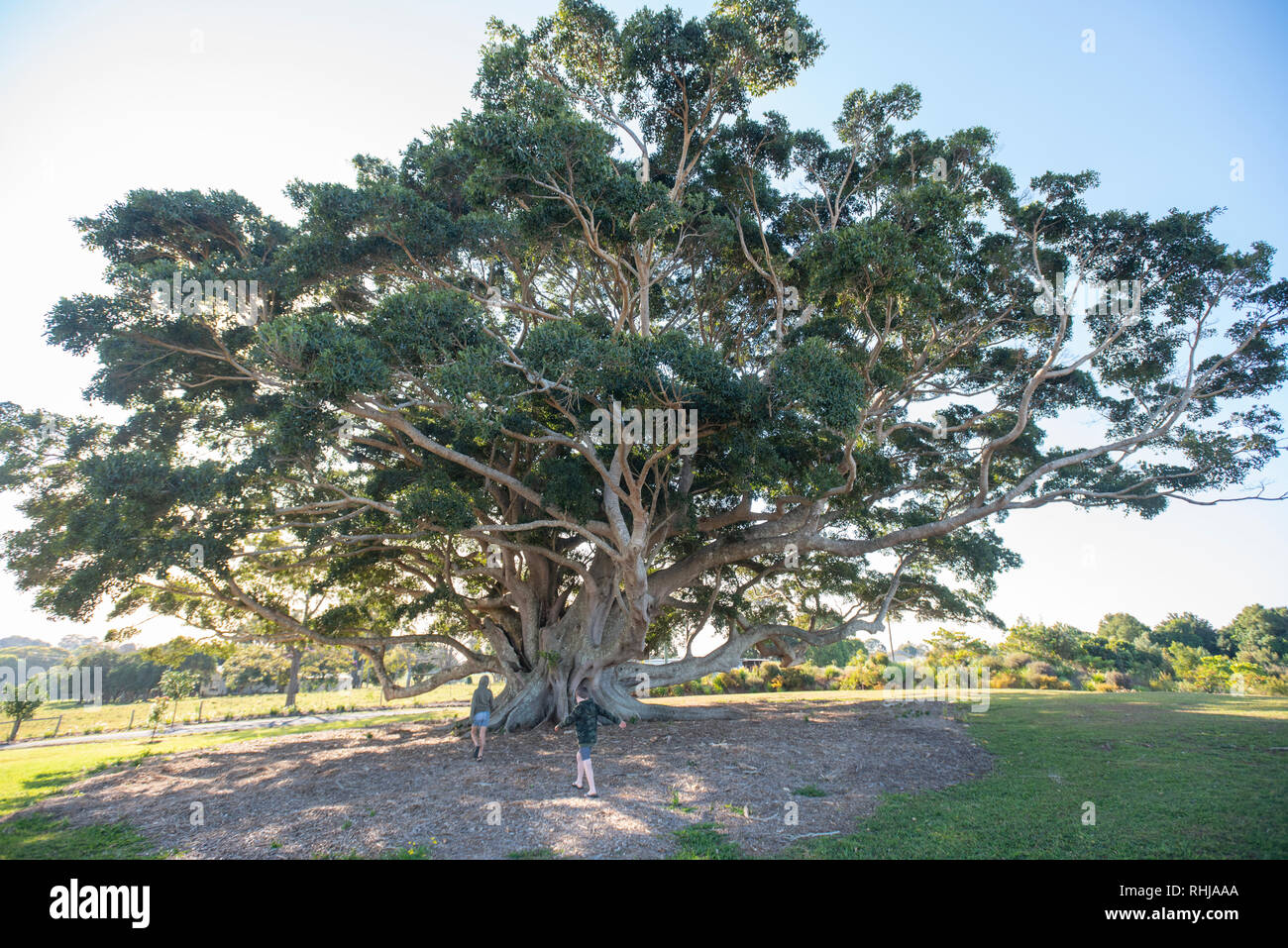 Large fig tree at Wollongbar, New South Wales, Australia Stock Photo ...