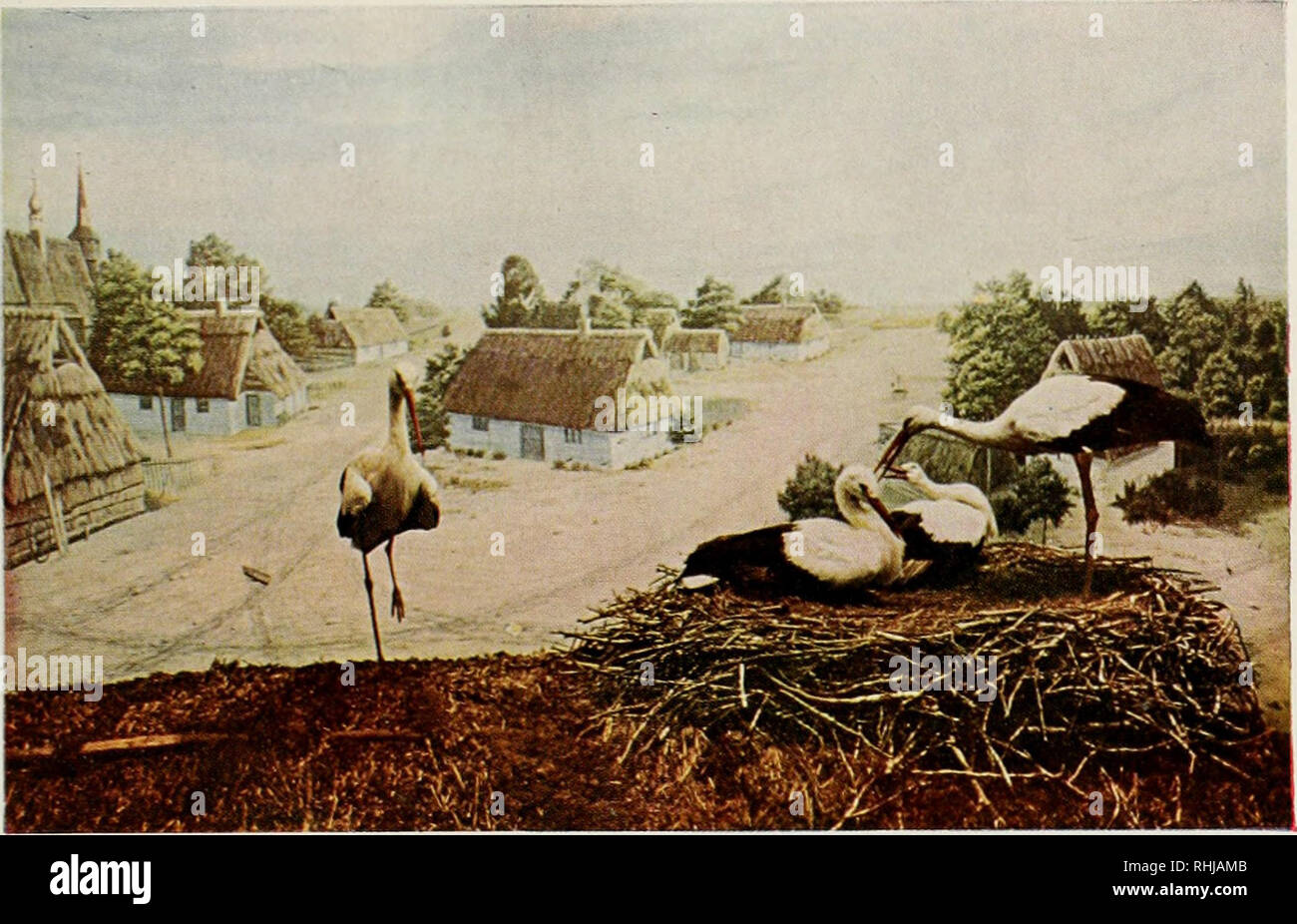 . Birds the world over, as shown in habitat groups in Chicago Natural ...