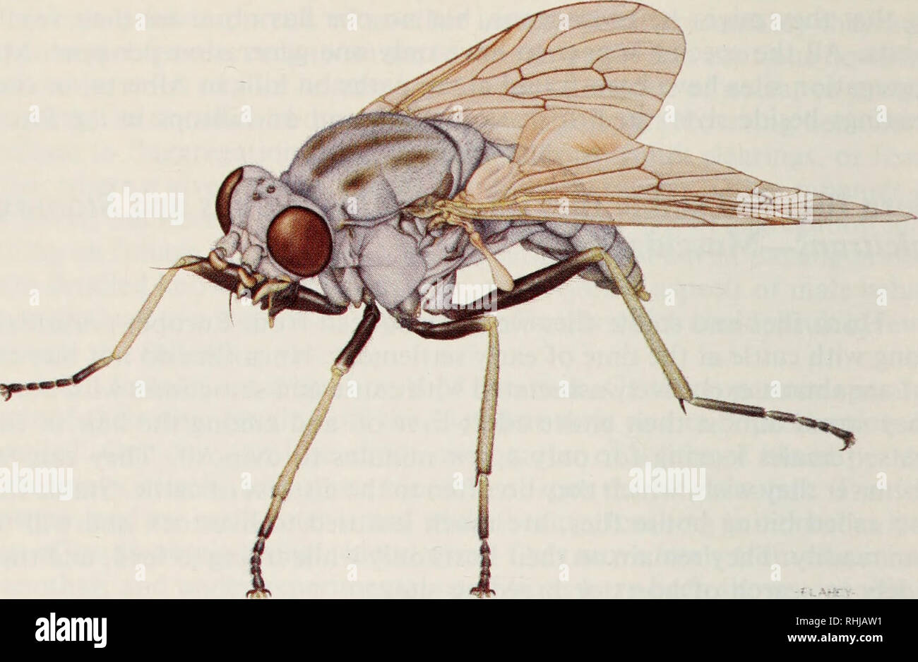 . Biting flies attacking man and livestock in Canada. Mosquitoes ...