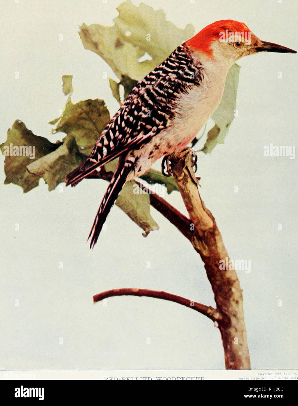 . The birds of Ohio; a complete scientific and popular description of ...