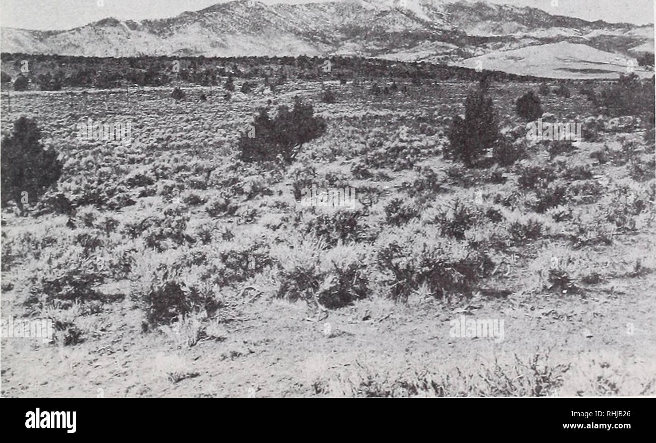 . Bitterbrush reseeding : a tool for the range manager. Purshia ...