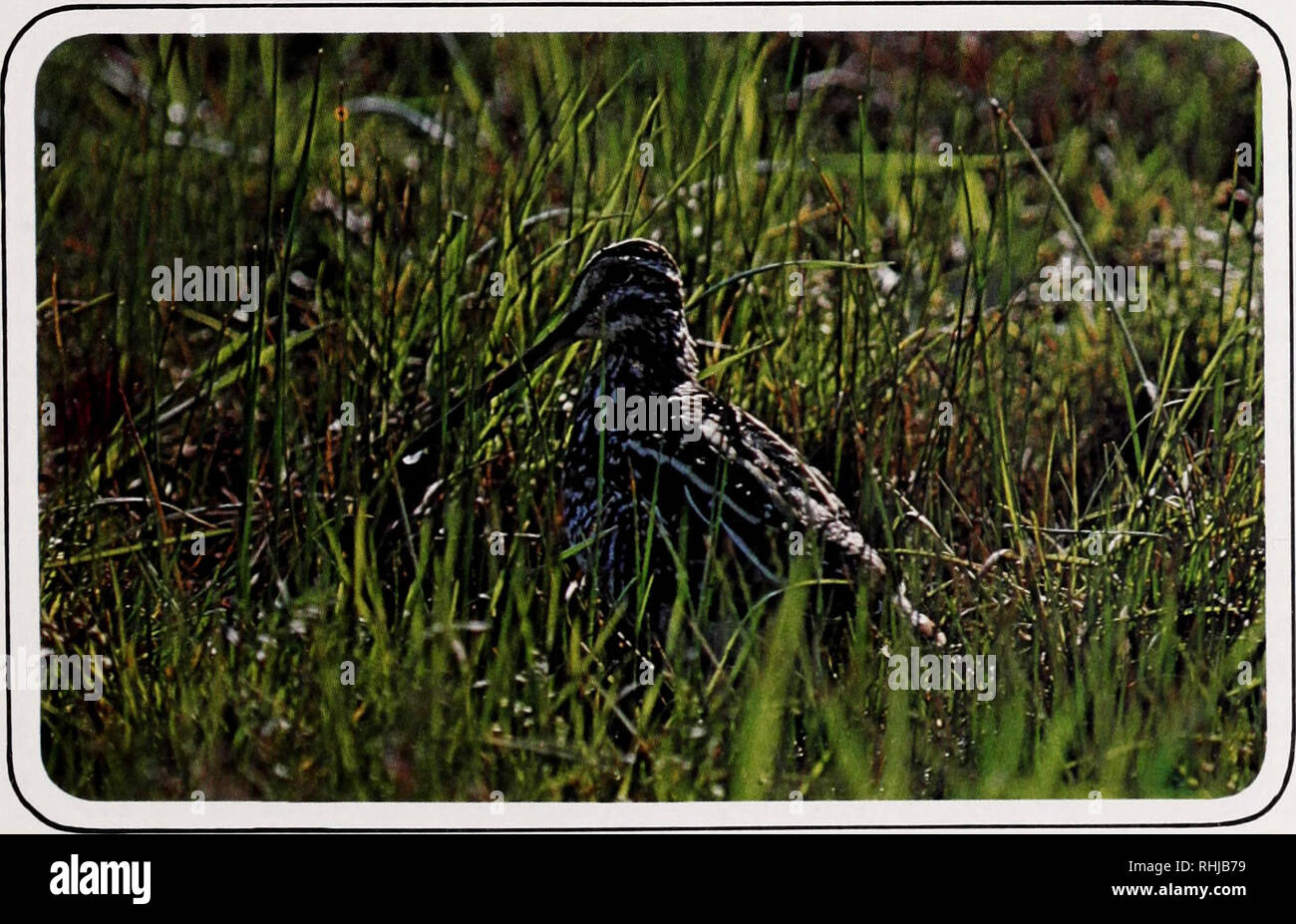 . Birds of Yellowstone and Grand Teton National Parks. Birds; Birds ...