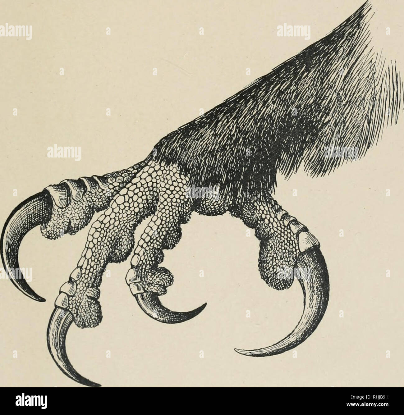 . The birds of South Africa. Birds -- South Africa. FALCONID.^-l AQUILA ...