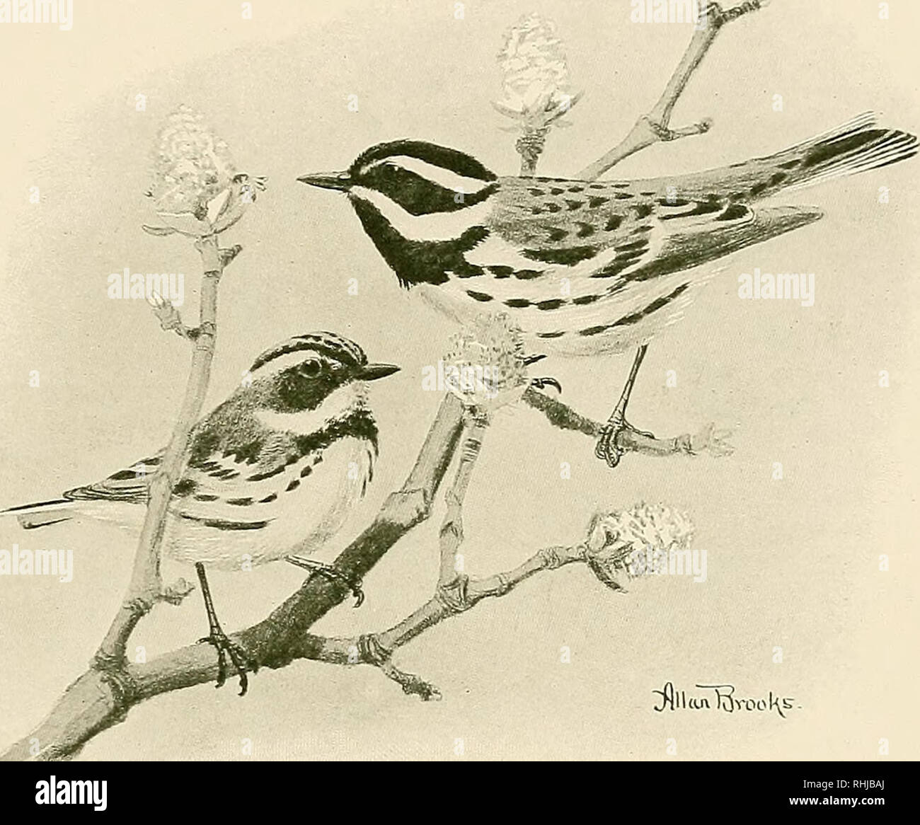 Malar spot hi-res stock photography and images - Alamy