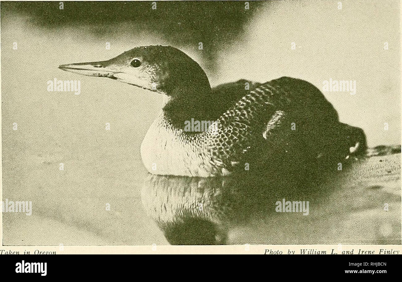 Loon cove hi-res stock photography and images - Alamy