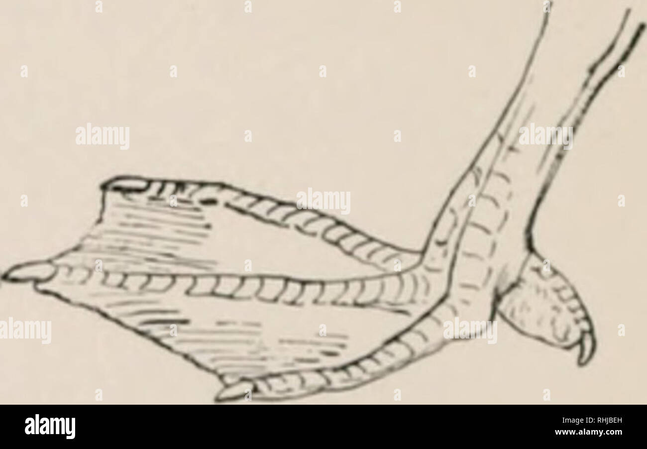 Male red headed duck hi-res stock photography and images - Alamy