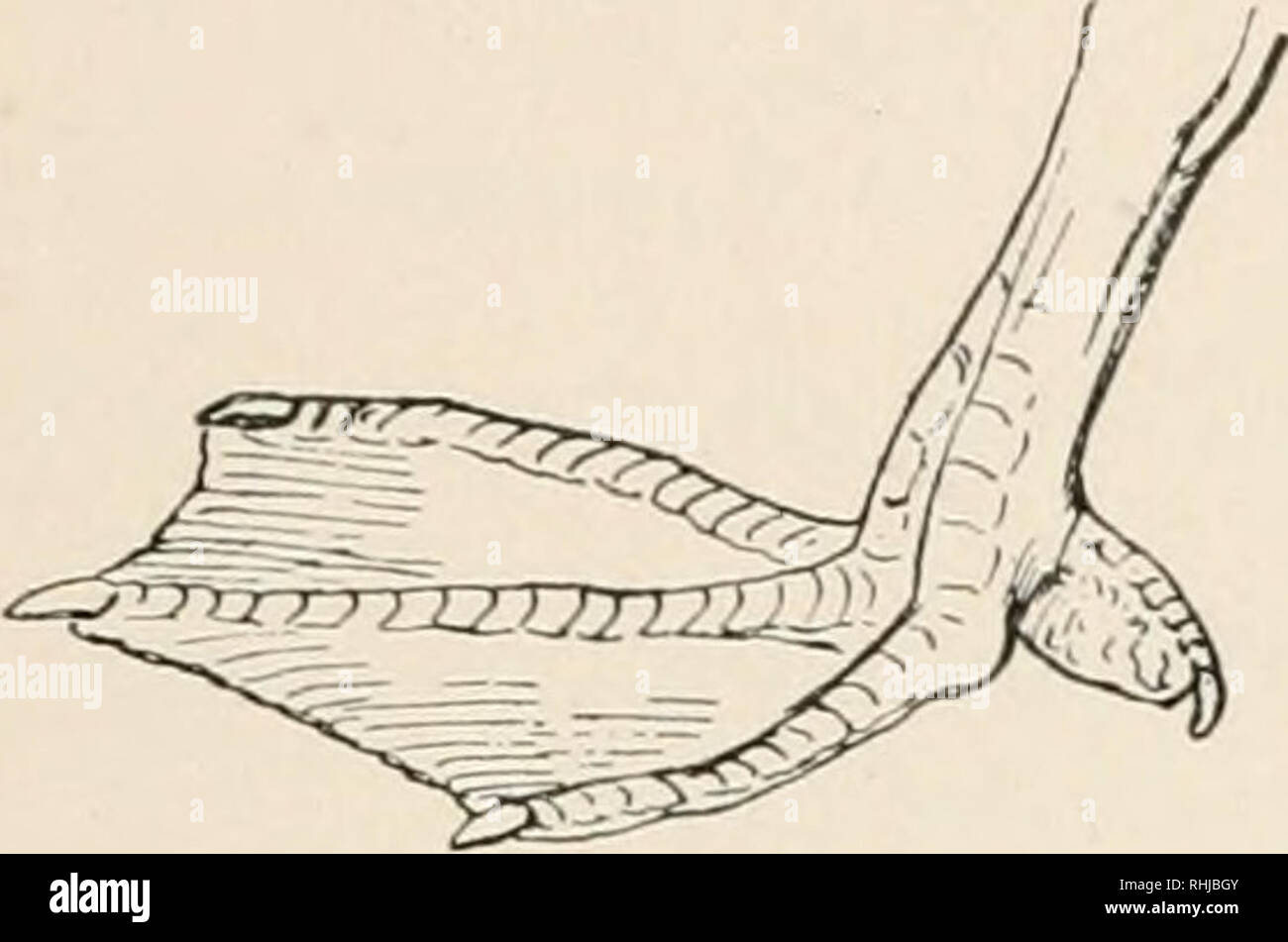 White chin duck hi-res stock photography and images - Alamy