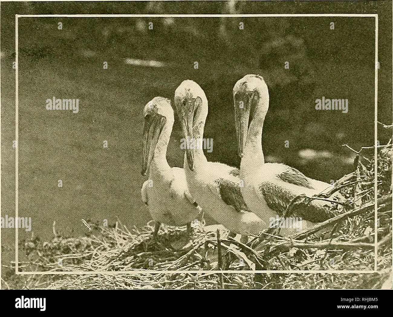 . The birds of California : a complete, scientific and popular account ...