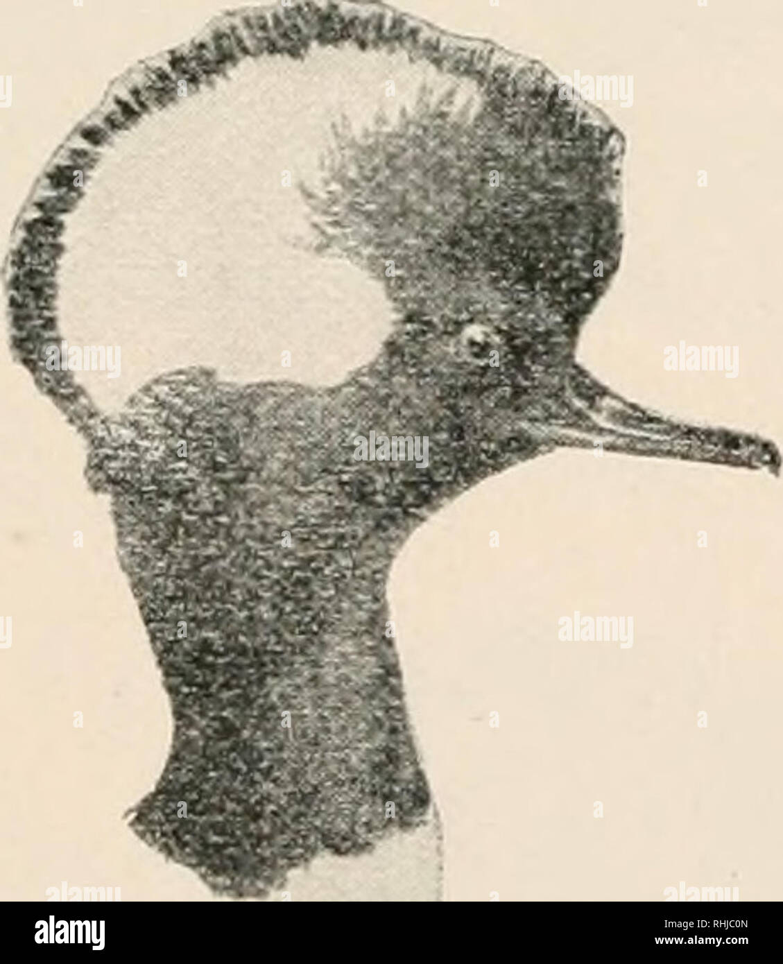 Section 61 order hi-res stock photography and images - Alamy