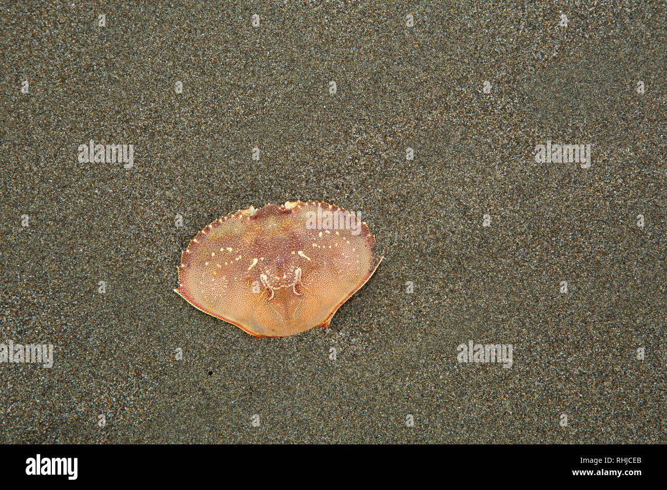 Dungeness crab molt hi-res stock photography and images - Alamy