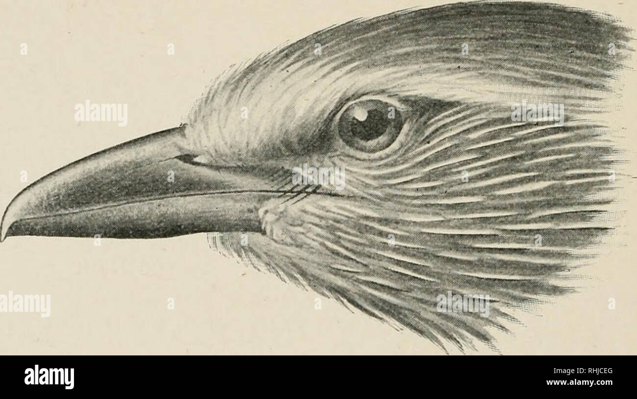 . The birds of South Africa. Birds -- South Africa. 52 CORACIIDiE ...