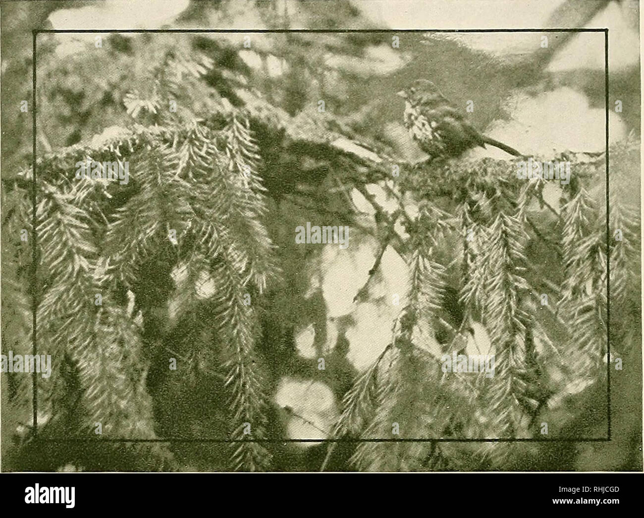 Rotting fox hi-res stock photography and images - Alamy