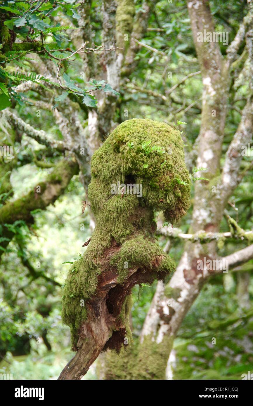 Twisted, Gnarly, Stunted Moss Covered Sessile Oak Trees (Quercus ...
