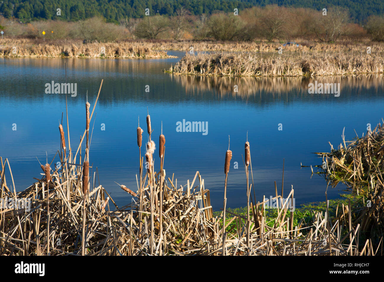 Cattails wetland hi-res stock photography and images - Alamy