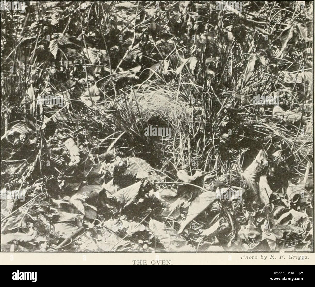 Muck rake hi-res stock photography and images - Alamy