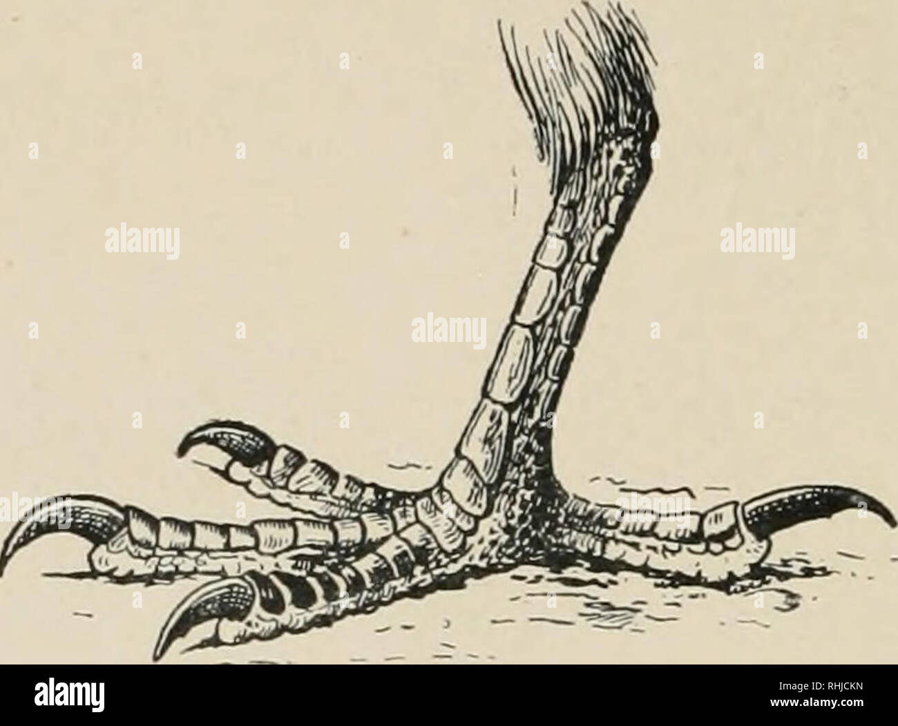 Tarsus of a pig hi-res stock photography and images - Alamy