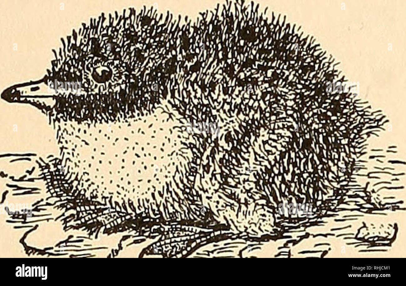 . Birds of Massachusetts and other New England states. Birds; Birds ...