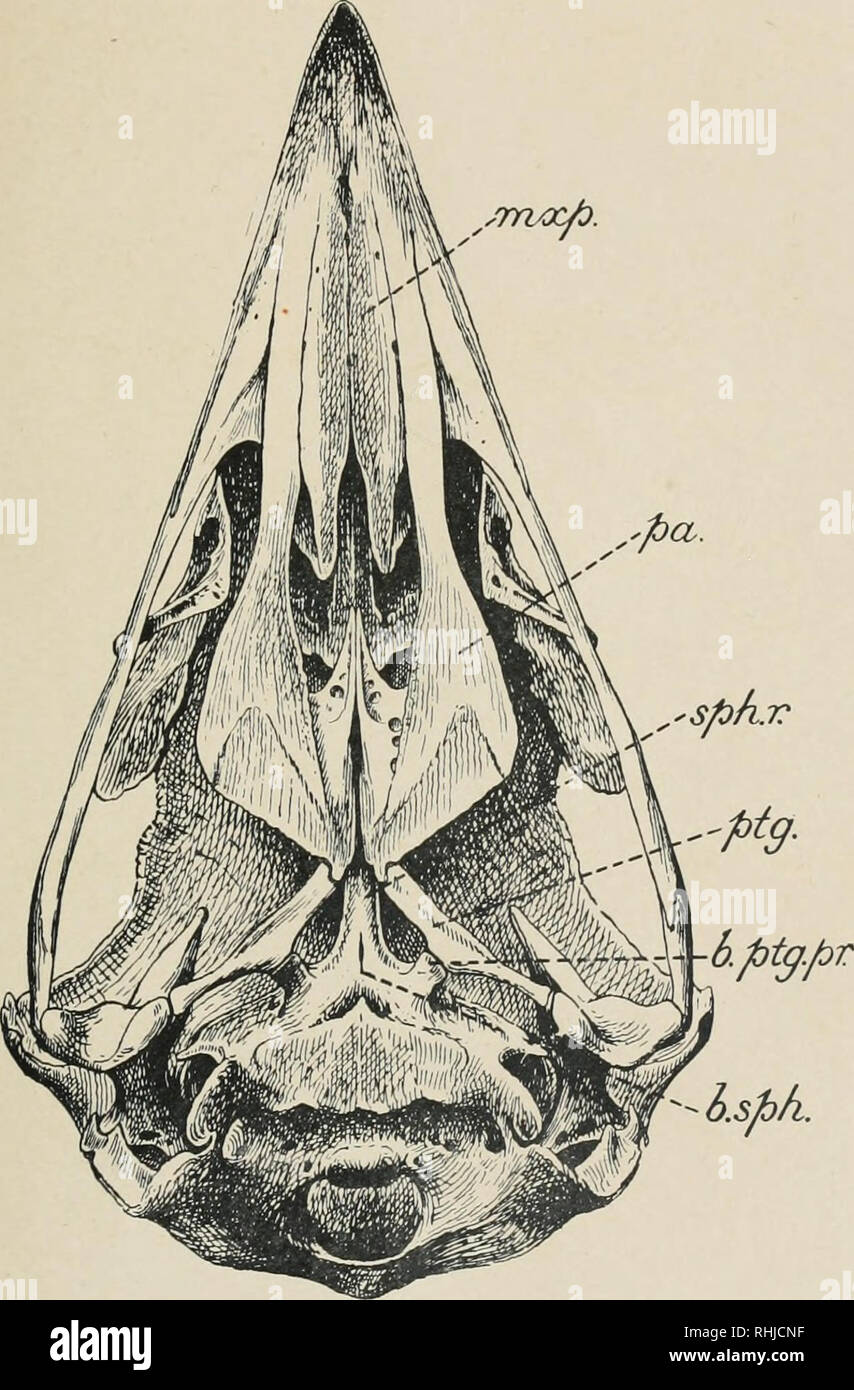 . The birds of South Africa. Birds -- South Africa. PICAIU^ IV.—The ...
