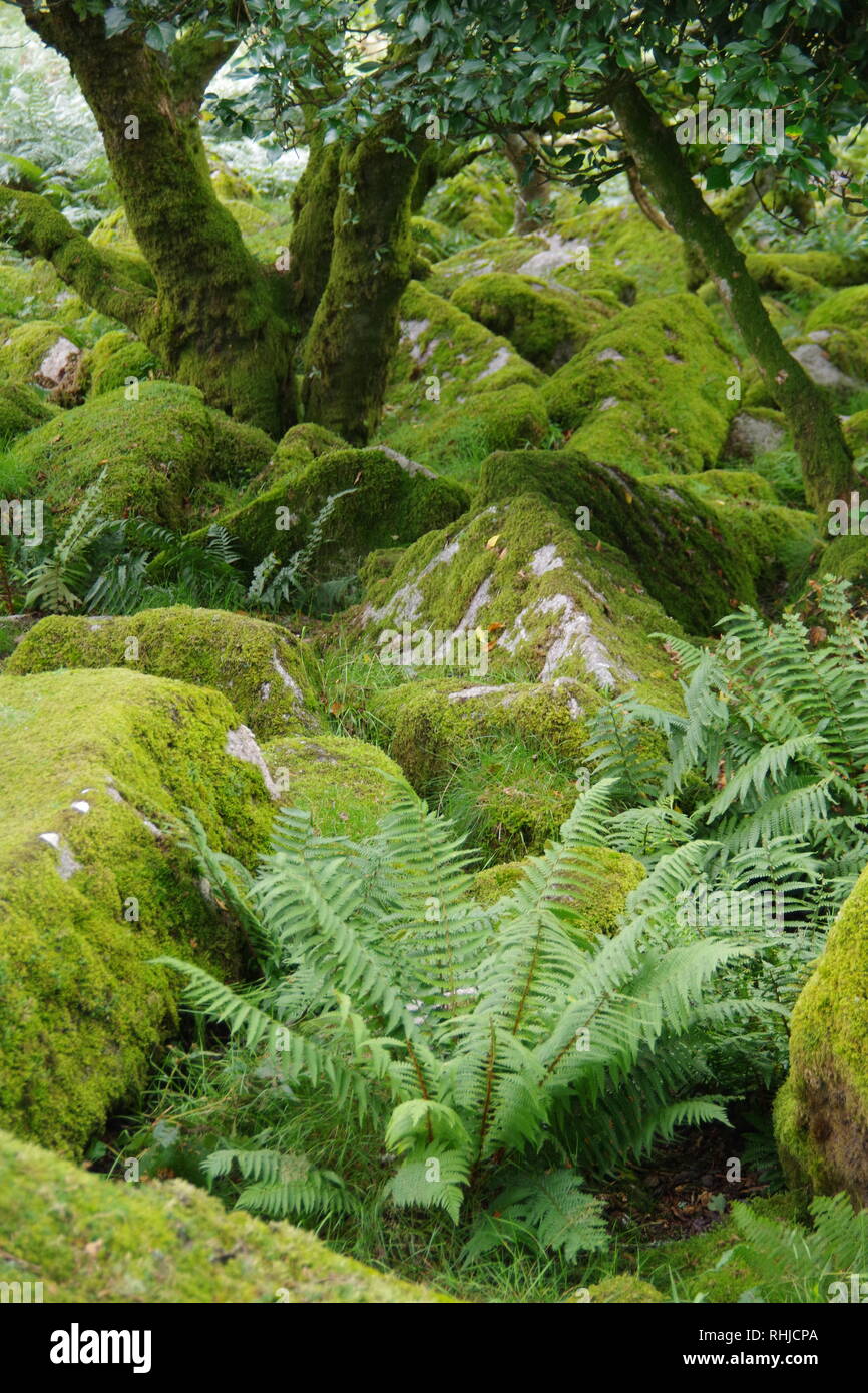 Twisted, Gnarly, Stunted Moss Covered Sessile Oak Trees (Quercus ...