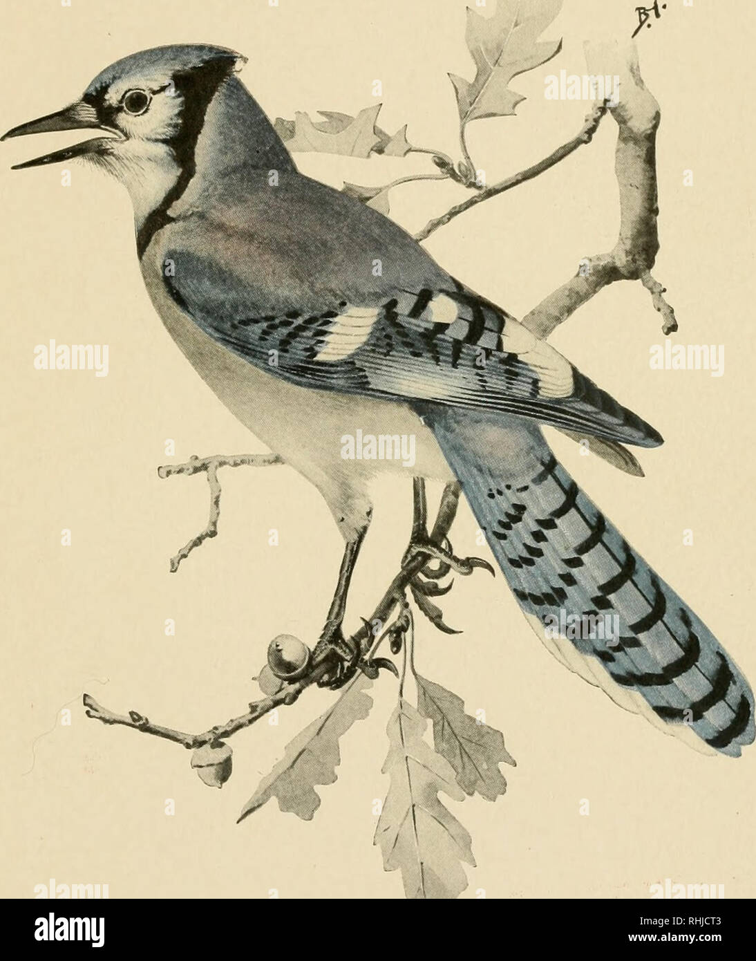 Corvid illustrations hi-res stock photography and images - Alamy